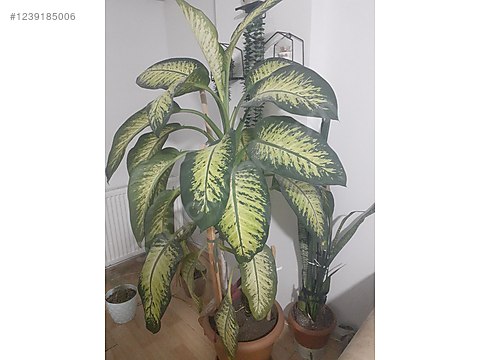 Ofis ve ev cicegi - Vazo Çeşitleri sahibinden.com'da - 1239185006