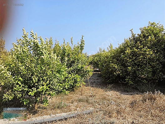 SİLİFKE ESENBELDE 17 DÖNÜM SATILIK LİMON BAHÇESİ - Satılık Arsa ...