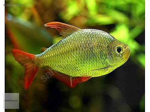 Amerikan Tetraları / Diğer Türler / Colombia Redfin Tetra ...