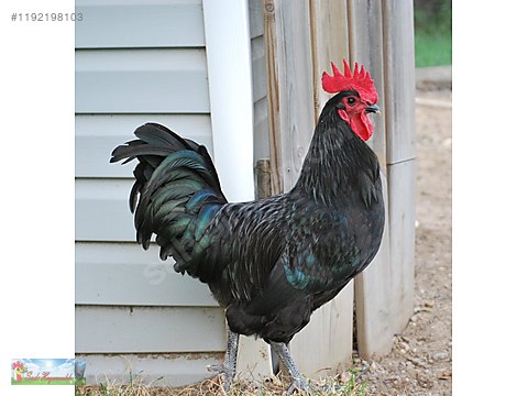 Kuluçkalık Yumurta / SİYAH SPLASH AUSTRALORP YUMURTASI BLUE AUSTRALORP ...