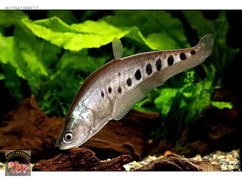 Sazansıgiller / Diğer Türler / BIÇAK BALIKLARI 12 CM - MAĞAZADAN ...