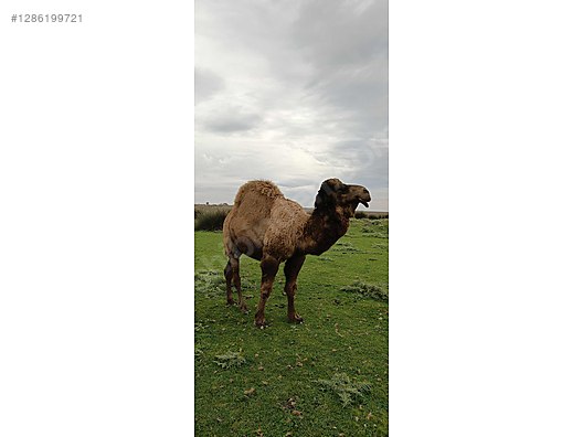 Deve / Deve Erkek 6 Yaşında sahibinden.comda - 1286199721