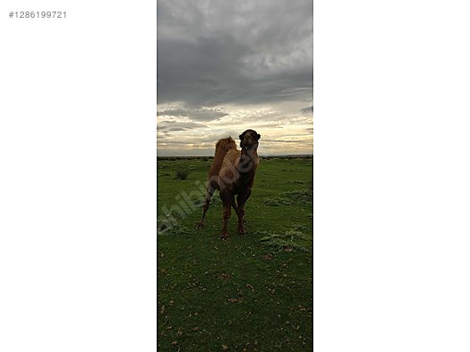 Deve / Deve Erkek 6 Yaşında sahibinden.comda - 1286199721