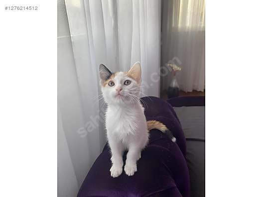Kedi / Calico / Kucak delisi oyuncu yavrunun yuvada son haftası ...