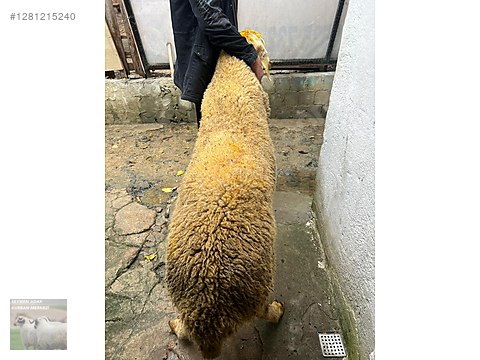 Koyun / KARTAL ENES ADAK HER BÜTÇEYE ADAKLIKLAR MEVCUT sahibinden.comda ...