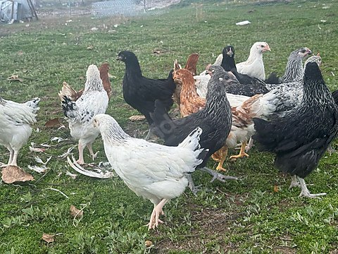 Tavuk / AŞI KARTI KAPIDA ÖDE KILAVUZDA ATAKS LOHMAN TİNTED LİGORİN ...