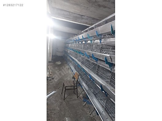 Hindi / FULL ERKEK VE DİŞİ AMERİKAN BRONZ HİNDİLERİMİZ 4_5KG ÜZERİ HER ...