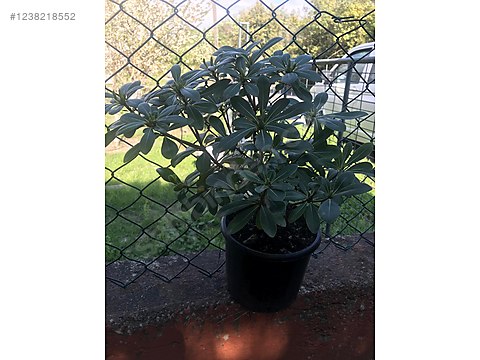 PİTOS FORUM (ÇALI BİTKİSİ) sahibinden.comda - 1238218552