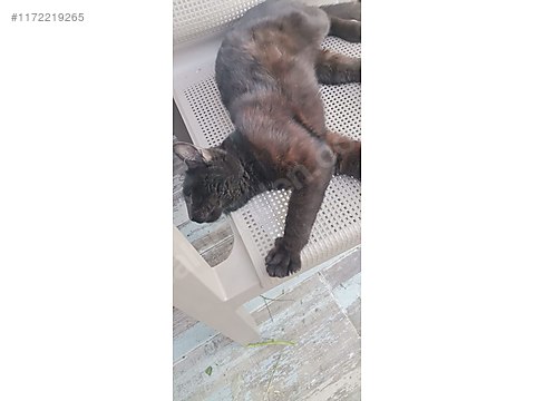 Kedi / Bombay / asil benjamin sahibinden.comda - 1172219265