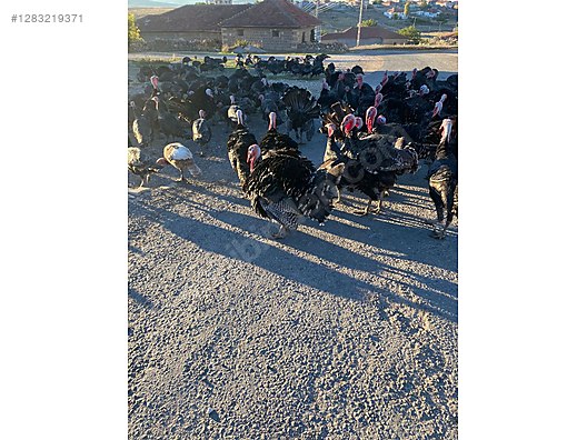 Hindi / FULL ERKEK VE DİŞİ AMERİKAN BRONZ HİNDİLERİMİZ 4_5KG ÜZERİ HER ...