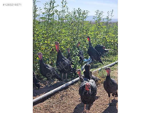 Hindi / FULL ERKEK VE DİŞİ AMERİKAN BRONZ HİNDİLERİMİZ 4_5KG ÜZERİ HER ...