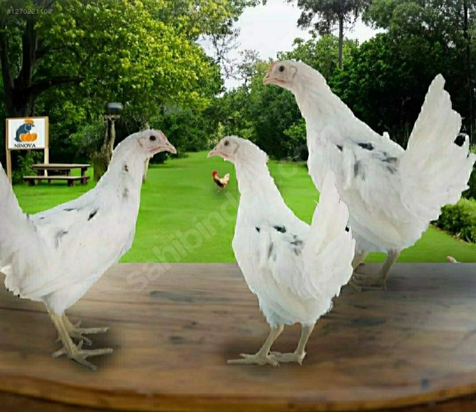 Tavuk / EN AZ ALIM 50 ADET ATAKS SUSEK TİNTED SENDY LOHMAN BRAVON ...