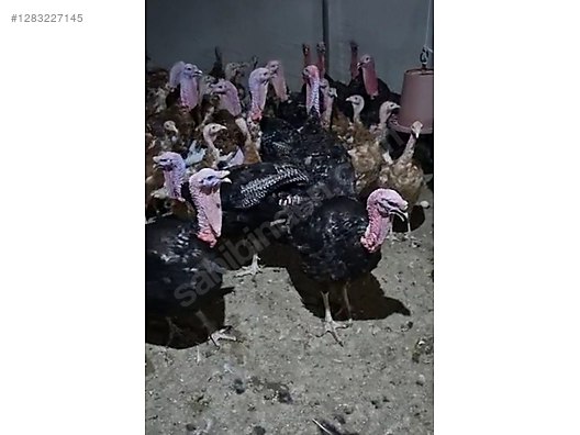 Hindi / FULL ERKEK VE DİŞİ AMERİKAN BRONZ HİNDİLERİMİZ 4_5KG ÜZERİ HER ...