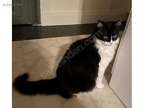 Kedi / Smokin / İzmir 2 yaşında dişi smokin yuvasını arıyor sahibinden ...