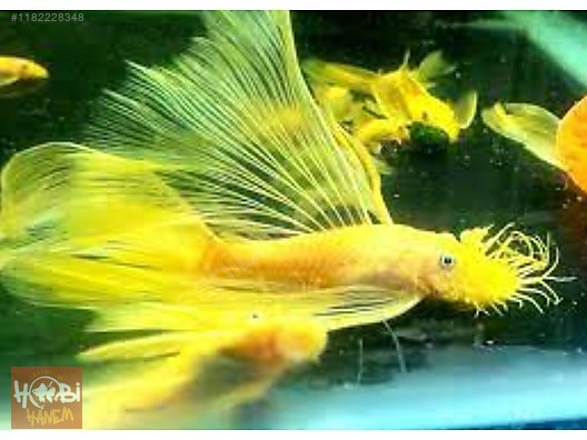 Muğla Menteşe Hobihanem Pet Shop Hayvanlar Alemi ilanları sahibinden.com’da!