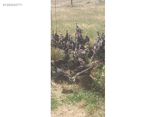 Hindi / FULL ERKEK VE DİŞİ AMERİKAN BRONZ HİNDİLERİMİZ 4_5KG ÜZERİ HER ...