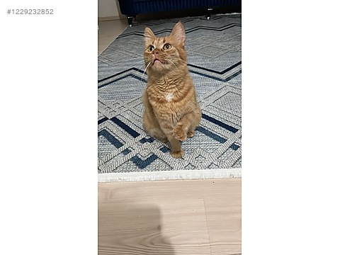Kedi / Melez / güzeller guzeli sahibinden.comda - 1229232852
