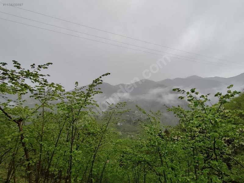 TRABZON ORTAHİSAR PINARALTI MAHALLESİNDE SATILIK FINDIK BAHÇESİ ... TRABZON ORTAHİSAR PINARALTI MAHALLESİNDE SATILIK FINDIK BAHÇESİ ...