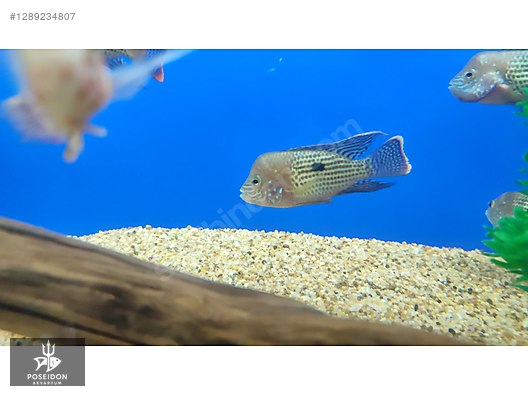 Cichlidler / Green Terror / GREEN TERÖR CİCHLİD 10-12 CM POSEİDON ...
