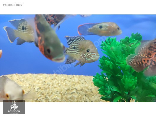 Cichlidler / Green Terror / GREEN TERÖR CİCHLİD 10-12 CM POSEİDON ...