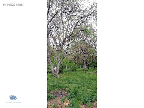 YAHYALI EMLAKTAN MUSTAFA BEYLİ CEVİZ ELMA BAHCEMİZ SATILIKTIR - Satılık ...