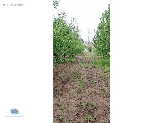 YAHYALI EMLAKTAN MUSTAFA BEYLİ CEVİZ ELMA BAHCEMİZ SATILIKTIR - Satılık ...