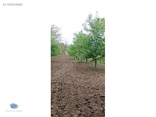 YAHYALI EMLAKTAN MUSTAFA BEYLİ CEVİZ ELMA BAHCEMİZ SATILIKTIR - Satılık ...