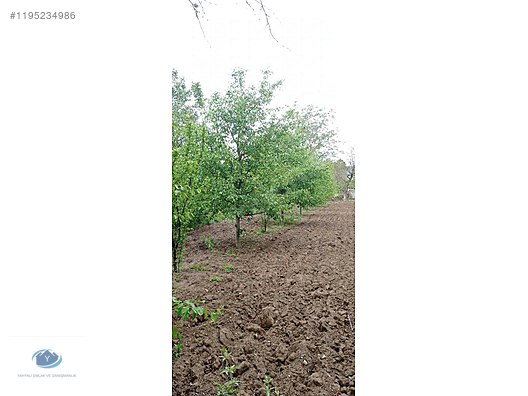 YAHYALI EMLAKTAN MUSTAFA BEYLİ CEVİZ ELMA BAHCEMİZ SATILIKTIR - Satılık ...