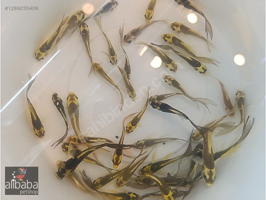 Japon Balıkları / Koi / MAYA KOİ İTHAL 7-8 CM ALİ BABA AKVARYUM ...