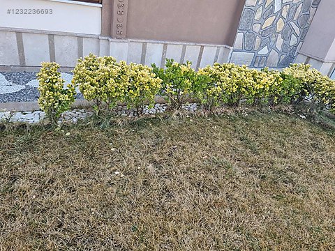 Taflan bitkisi 100-150 adet sahibinden.comda - 1232236693