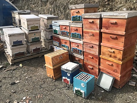 ARI KOVANI VE ÇITASI sahibinden.comda - 1235244052