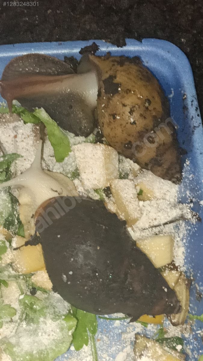 Omurgasızlar / Salyangoz / Dev Afrika Salyangozu sahibinden.comda - 1283248301