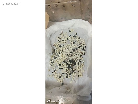 Omurgasızlar / Salyangoz / Dev Afrika Salyangozu sahibinden.comda - 1283249411