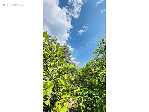 (SON FİYAT) Deniz manzaralı limon bahçesi - Satılık Arsa İlanları ...