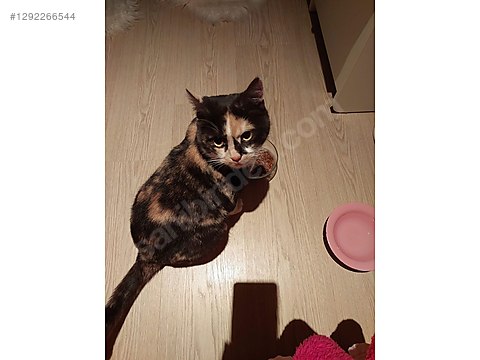 Kedi / Calico / Ev kedisi kısır sahibinden.comda - 1292266544