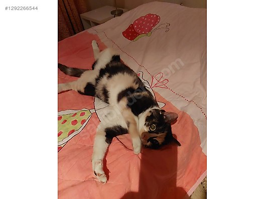 Kedi / Calico / Ev kedisi kısır sahibinden.comda - 1292266544