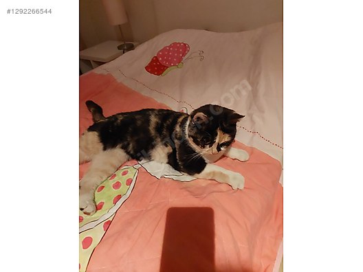 Kedi / Calico / Ev kedisi kısır sahibinden.comda - 1292266544
