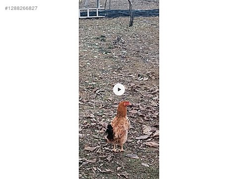 Tavuk / köy cinsi gurk tavugu sahibinden.comda - 1288266827