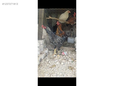 Horoz / cerfin horozlar sahibinden.comda - 1237271813