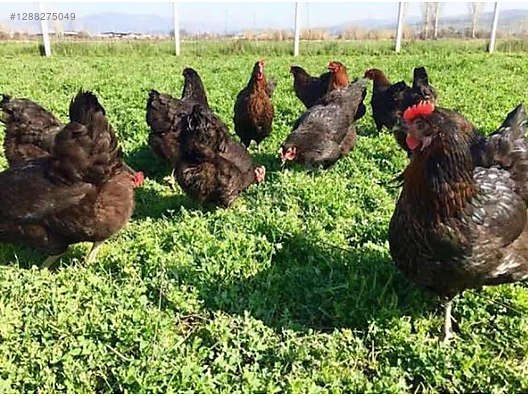 Tavuk / BURSA ATAKS LOHMAN SUSEX TINDET YARKALARIMIZ SATIŞTA sahibinden ...