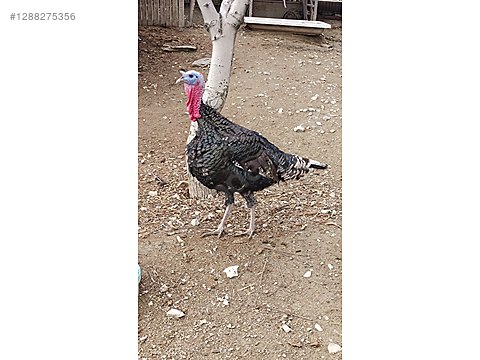 Hindi / SINIRLI SAYIDA YAYLIM ORGANİK KÖY HİNDİLERİ sahibinden.comda ...
