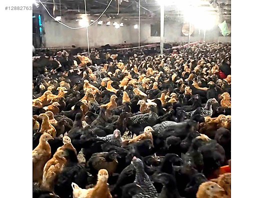 Tavuk / KLAVUZA YAKIN LOHMAN ATAX TİNDET AŞILI TAVUKLAR sahibinden ...