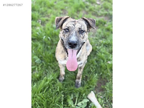 Köpek / Diğer Irklar / Tora | Brindle labrador mix yuva arıyor ...