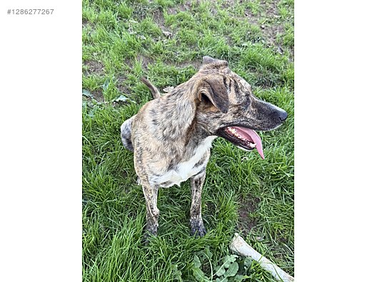 Köpek / Diğer Irklar / Tora | Brindle labrador mix yuva arıyor ...