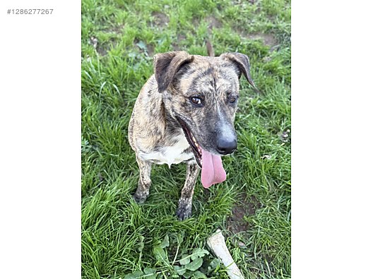 Köpek / Diğer Irklar / Tora | Brindle labrador mix yuva arıyor ...