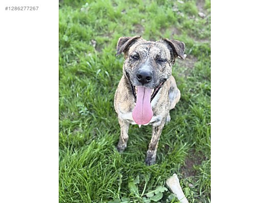Köpek / Diğer Irklar / Tora | Brindle labrador mix yuva arıyor ...