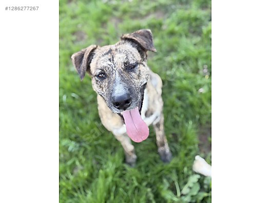 Köpek / Diğer Irklar / Tora | Brindle labrador mix yuva arıyor ...