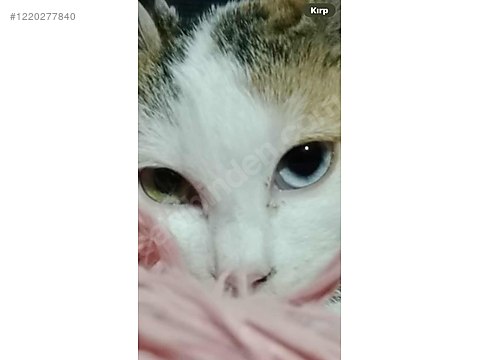 Kedi / Melez / Van melezi bebek sahibinden.comda - 1220277840