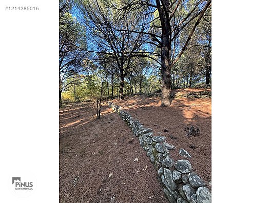 PİNUS GAYRİMENKUL'DEN//KOZAK KARAVELİLER'DE 5.512 m² FISTIKLIK ...