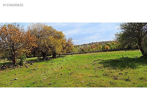 Akdeniz Emlak'tan Satılık Yunusemre İlç Koru Köy Mah 7300 m² Tar ...